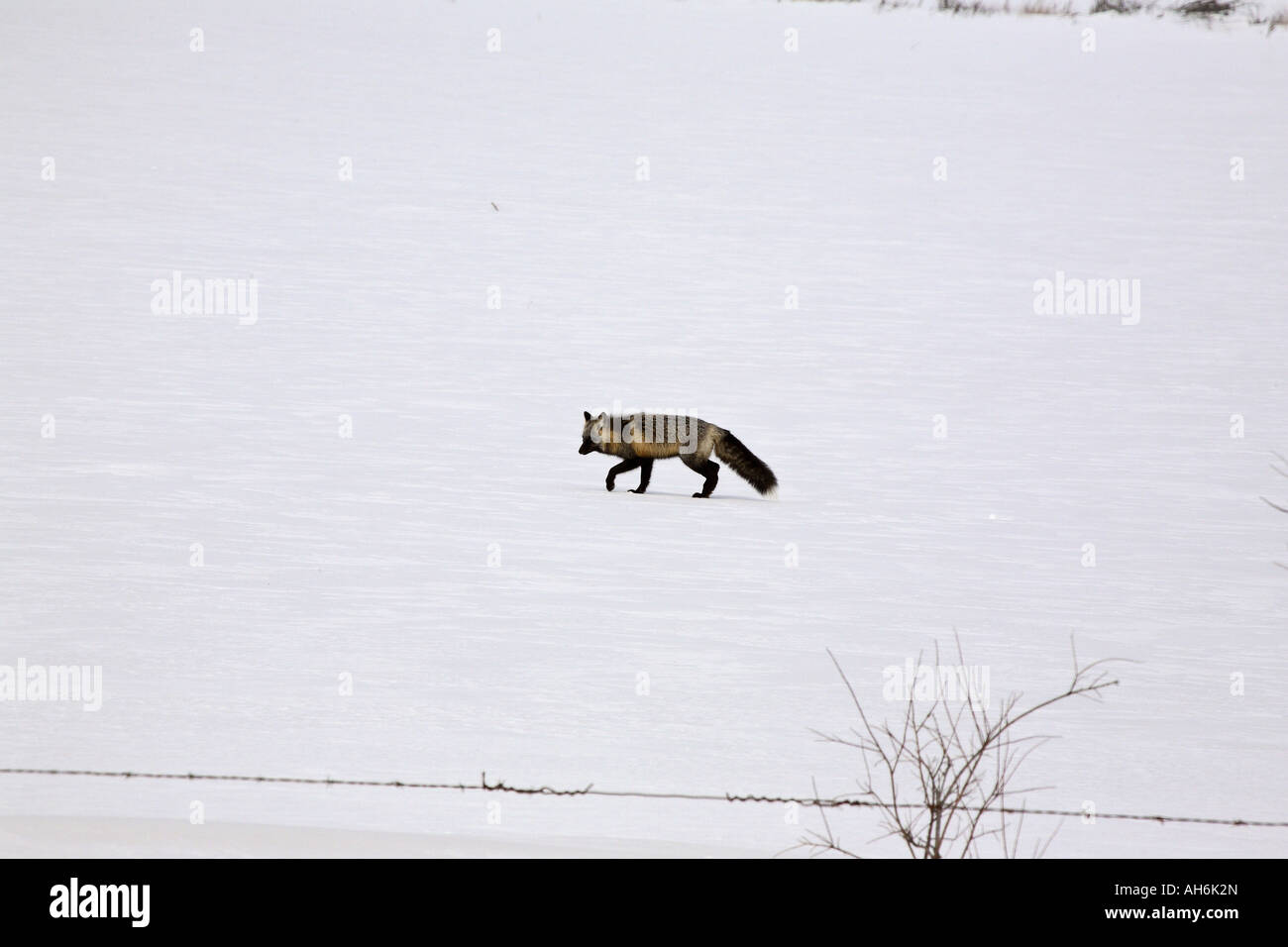 Silver Fox in winter Stock Photo - Alamy