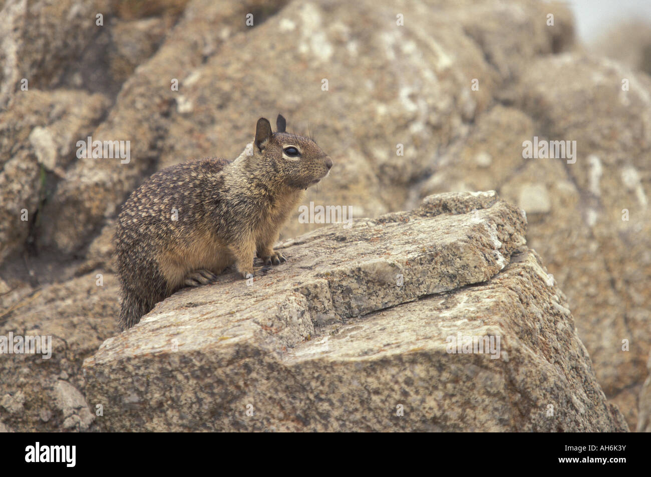 California ground squirrels Stock Photo - Alamy