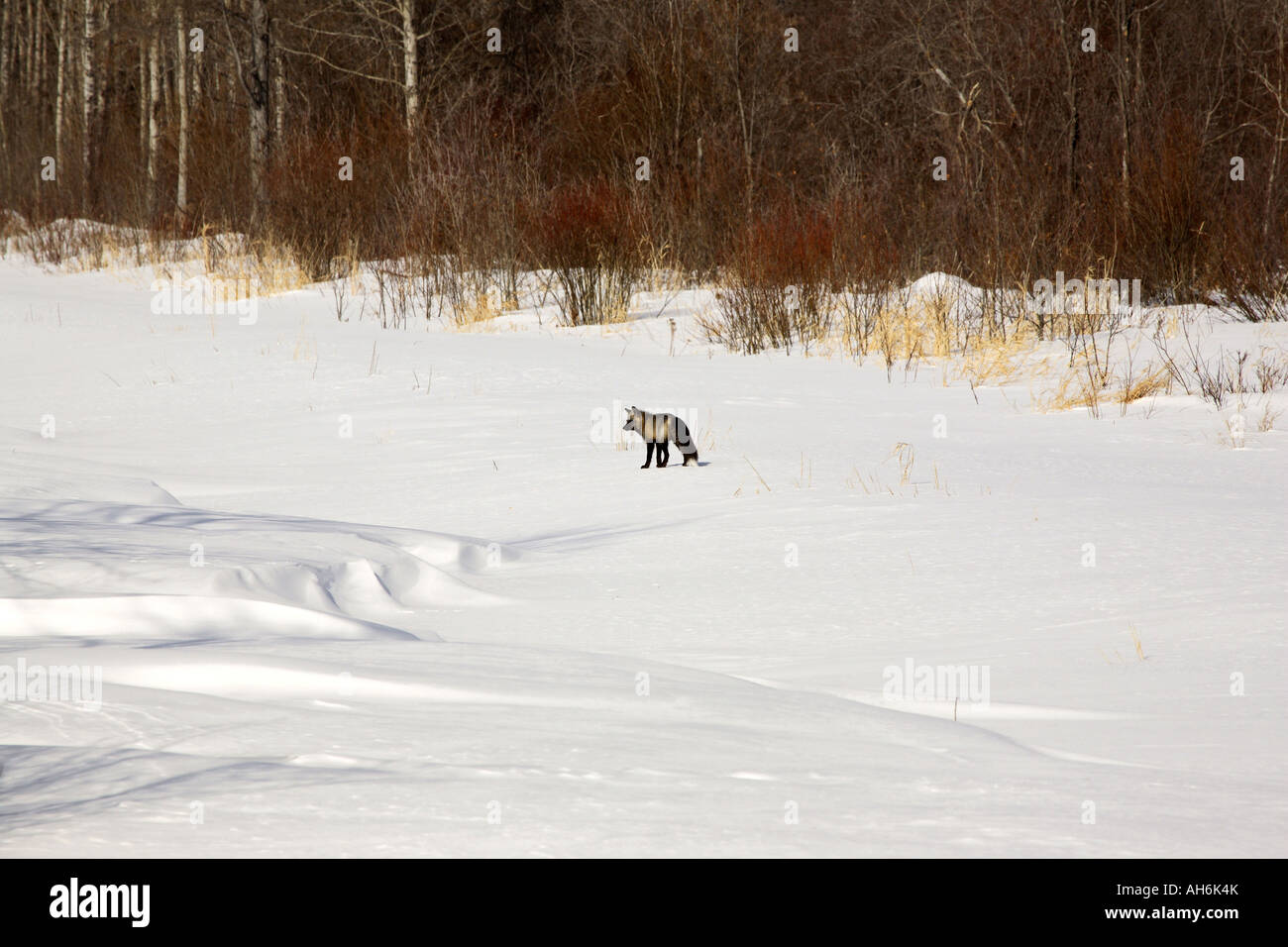 Silver Fox in winter Stock Photo - Alamy