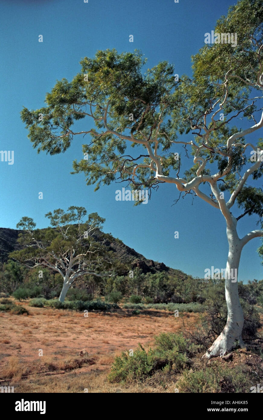 Ghost gum Eucalyptus papuana Central Australia near Alice Springs ...