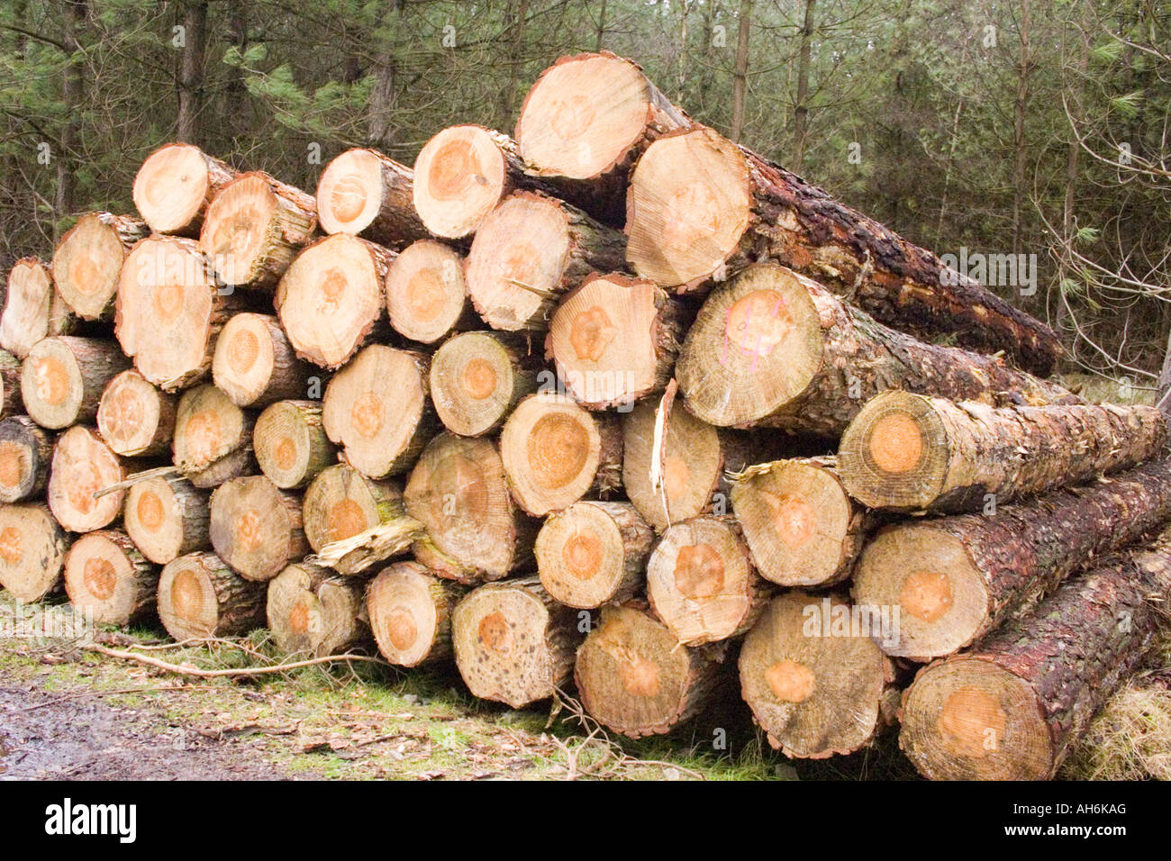 Timber pit props hi-res stock photography and images - Alamy