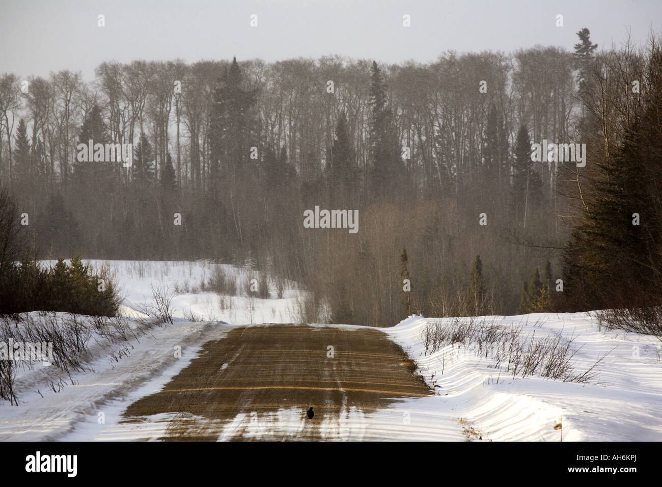 Logging road in winter Stock Photo - Alamy