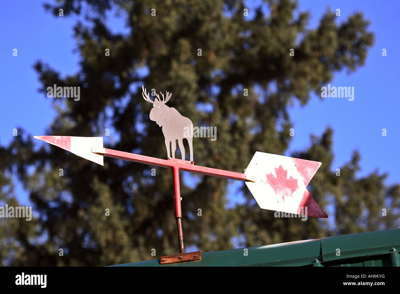 Moose on weather vane Stock Photo - Alamy