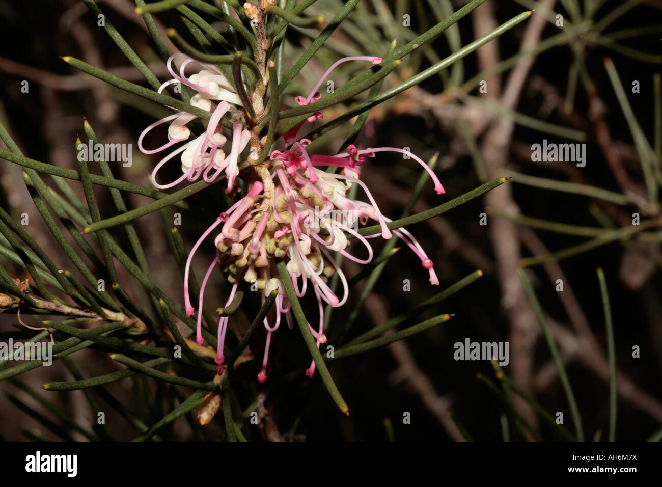 Hakea flower- Hakea verrucosa-Family Proteaceae Stock Photo - Alamy