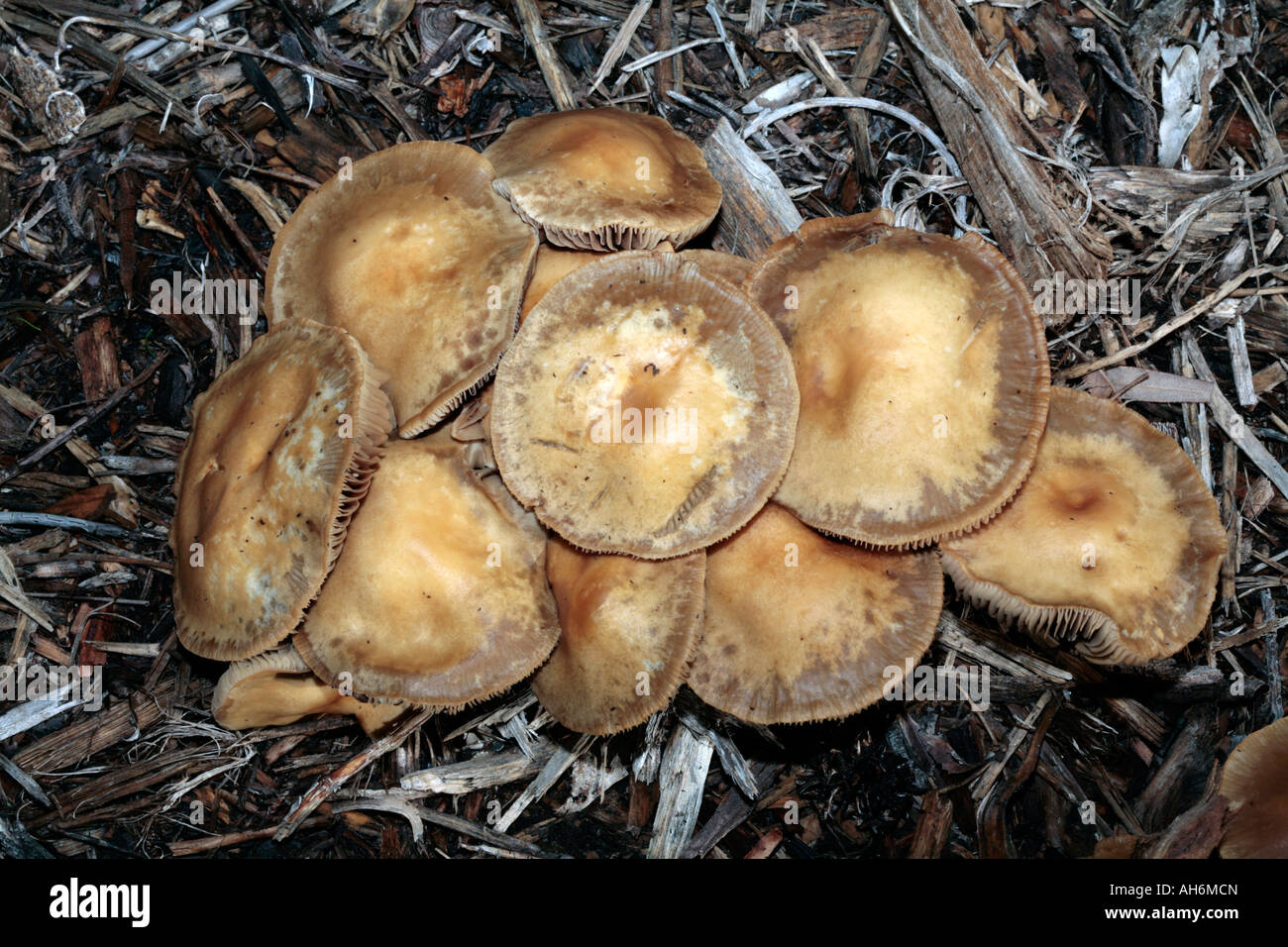 Fungi Basidiomycota Stock Photos & Fungi Basidiomycota Stock Images - Alamy