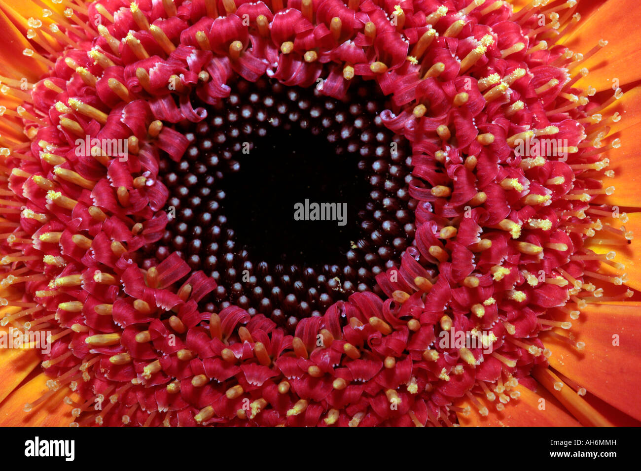 Close-up of centre of Chrysanthemum hybrid flower Stock Photo - Alamy
