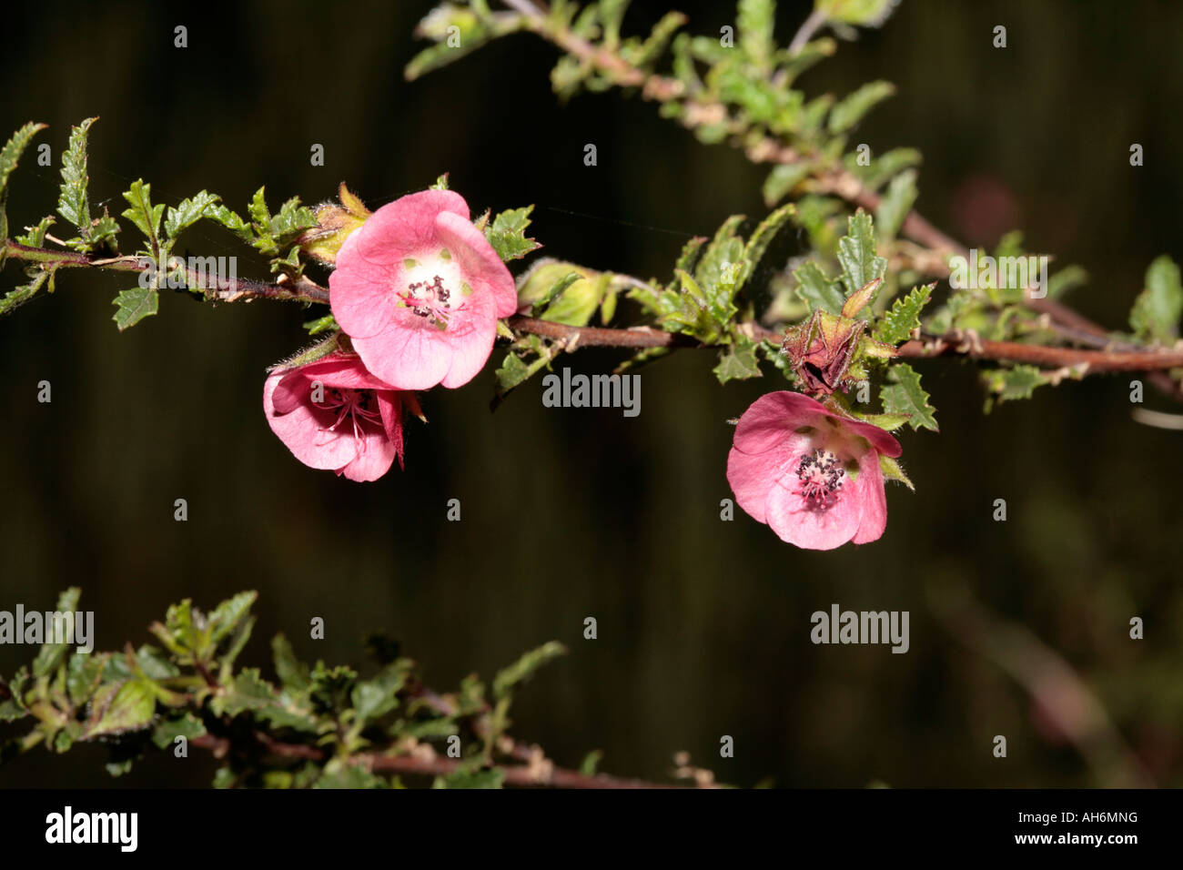 African Mallow/Cape Mallow/False Mallow/ Dwarf Hibiscus/ Hairy Mallow ...