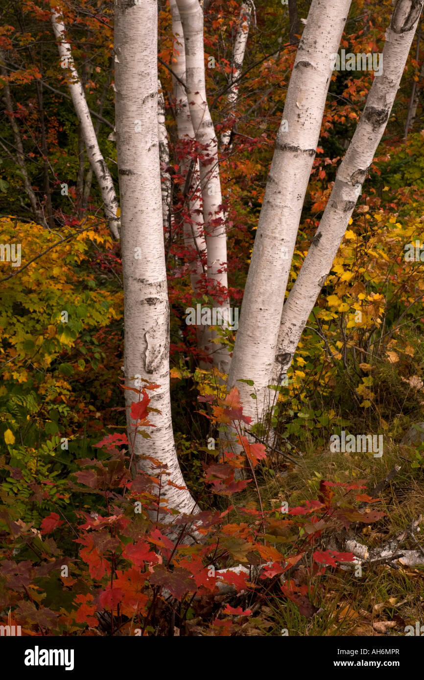 White birch trees Stock Photo - Alamy
