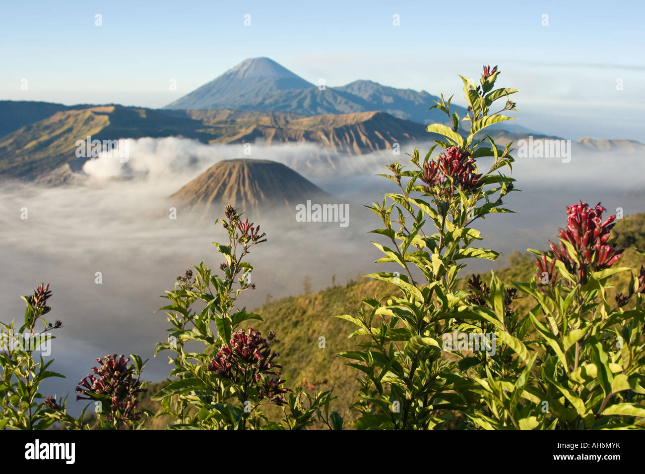 Gunung Bromo or Mount Bromo area Java Indonesia Stock Photo - Alamy