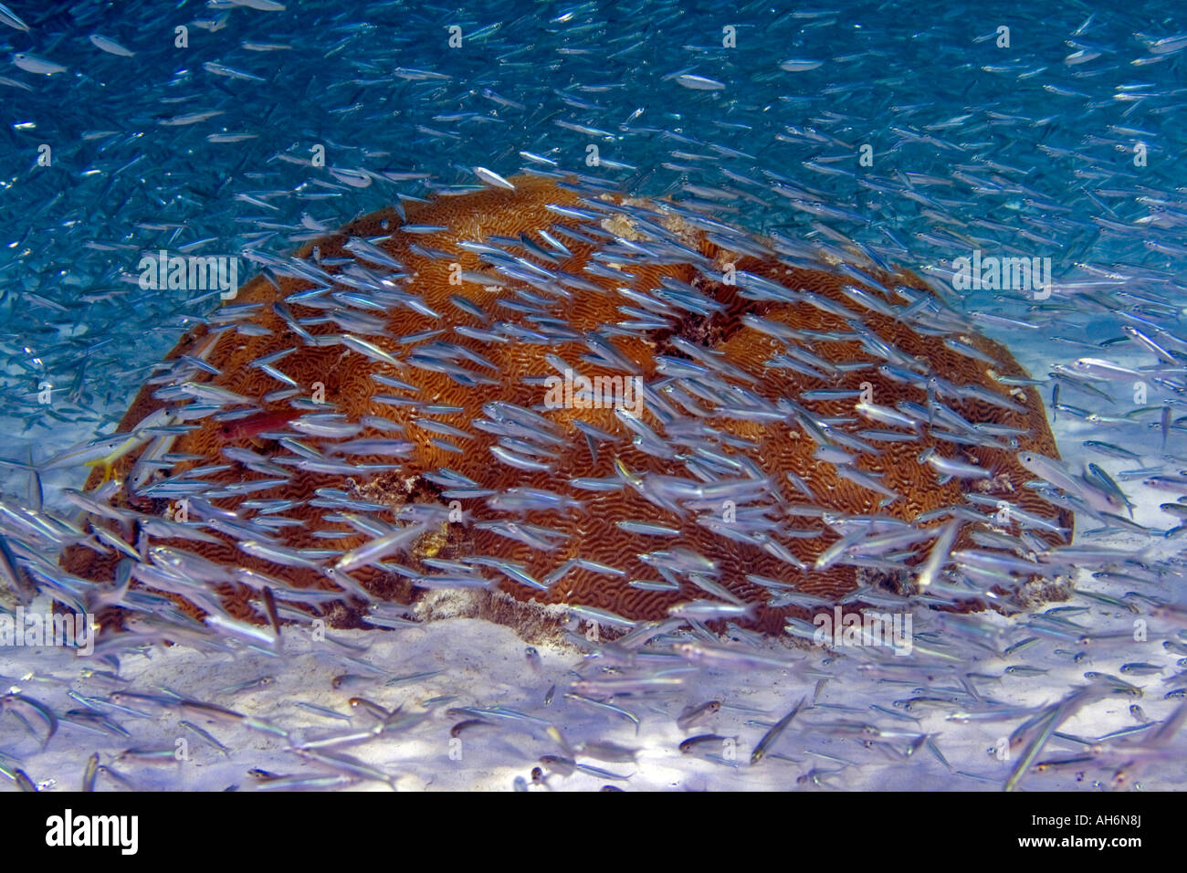 Schooling fish bonaire fish fish hi-res stock photography and images ...