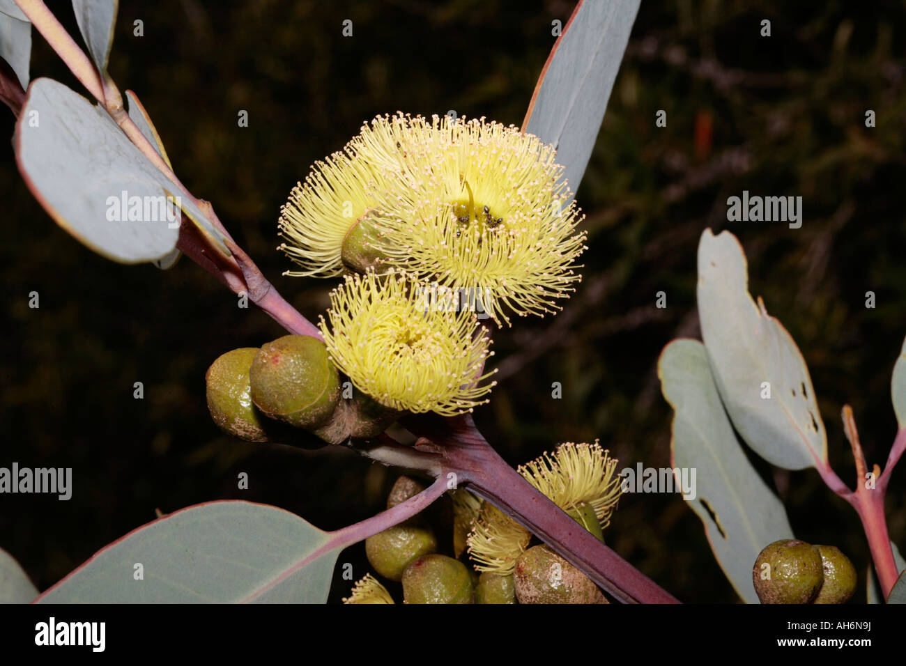 Bell-fruit Mallee flowers and gum nuts- Eucalyptus preissiana- Family ...