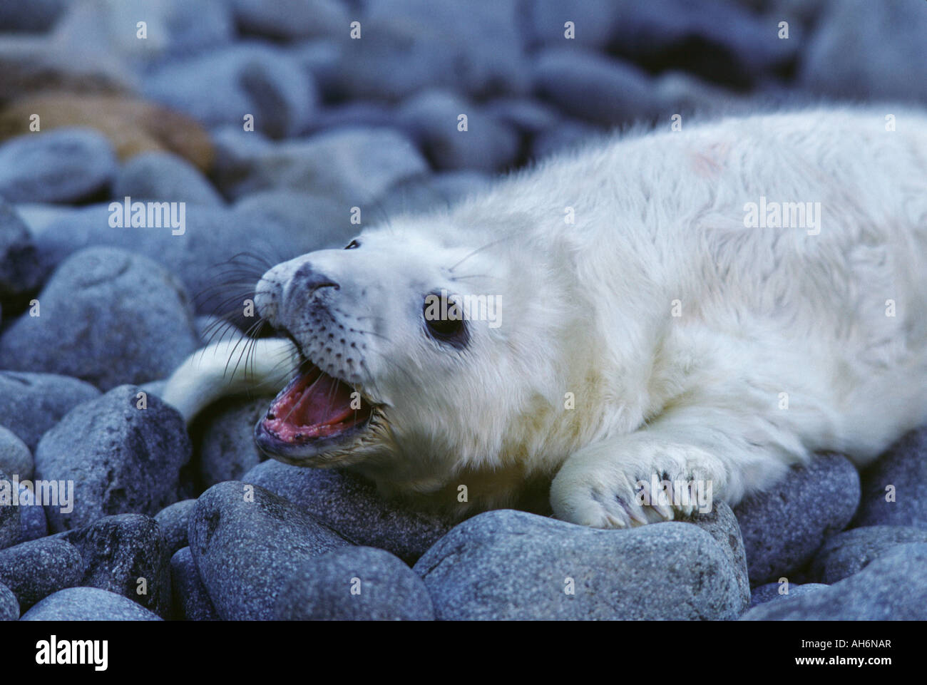 Baby crying beach hi-res stock photography and images - Alamy