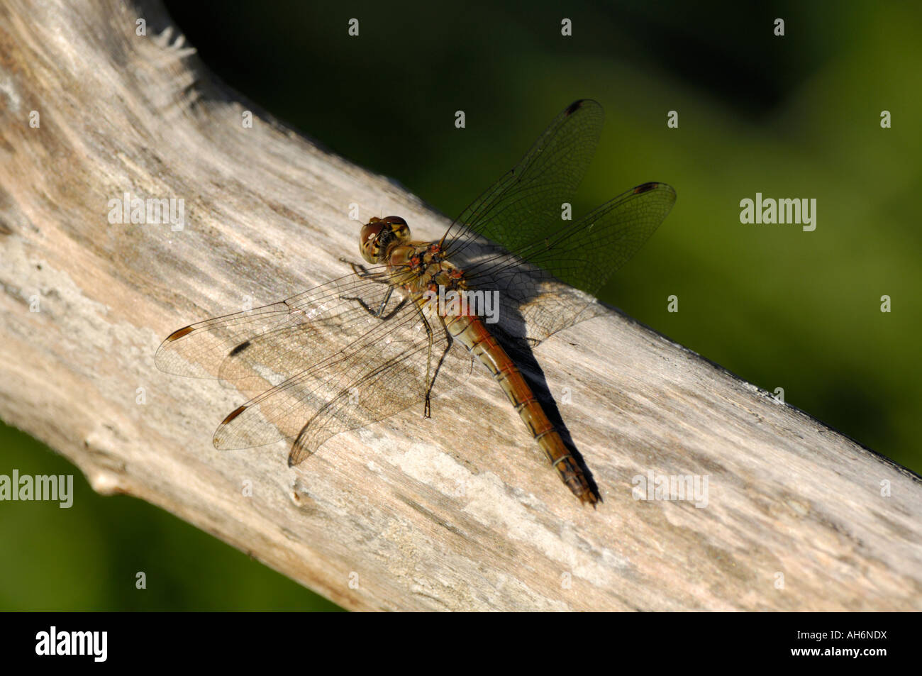 Female vagrant darter sitting in the sun (Sympetrum vulgatum, female ...