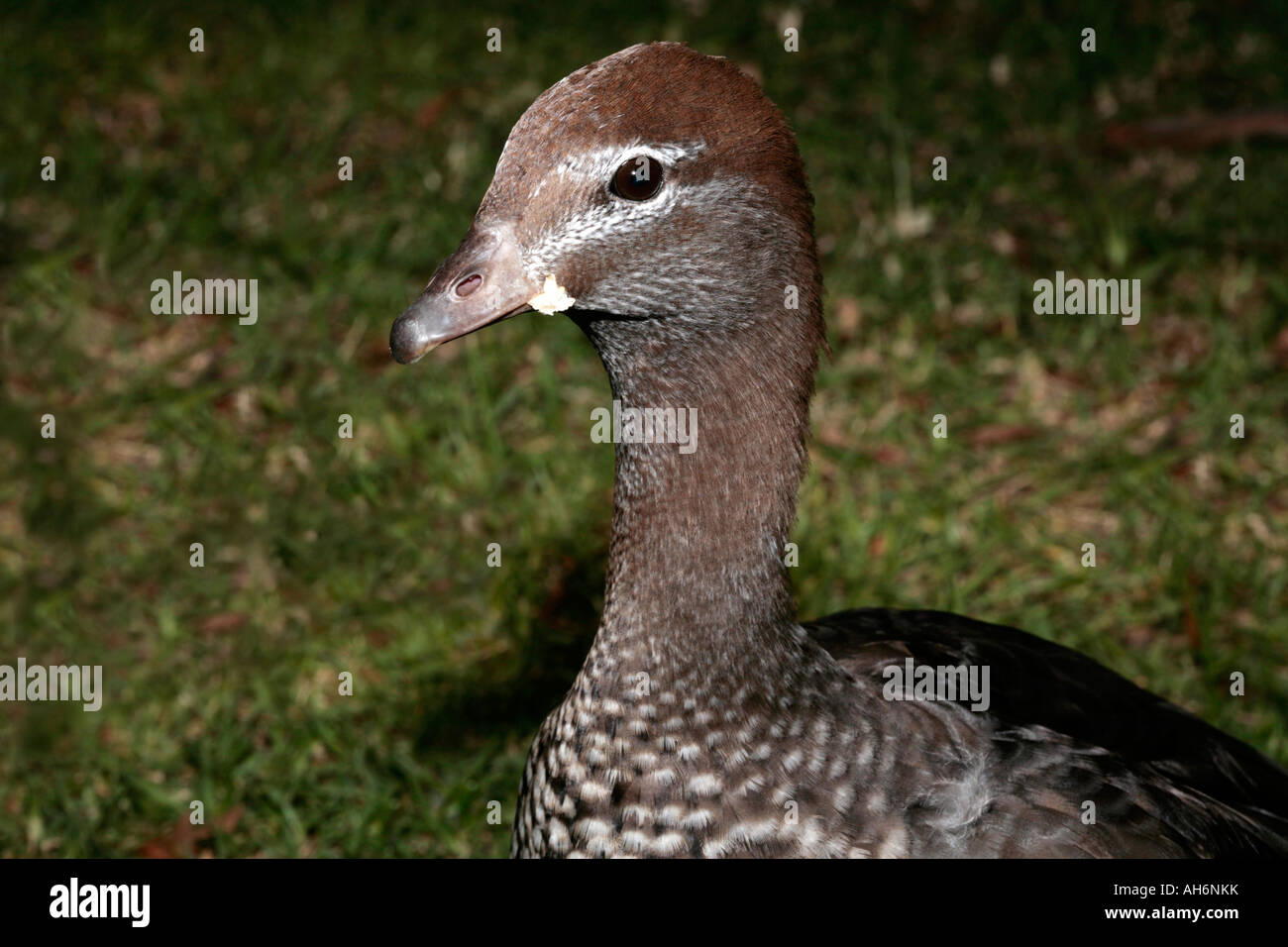 Female goose hi-res stock photography and images - Alamy