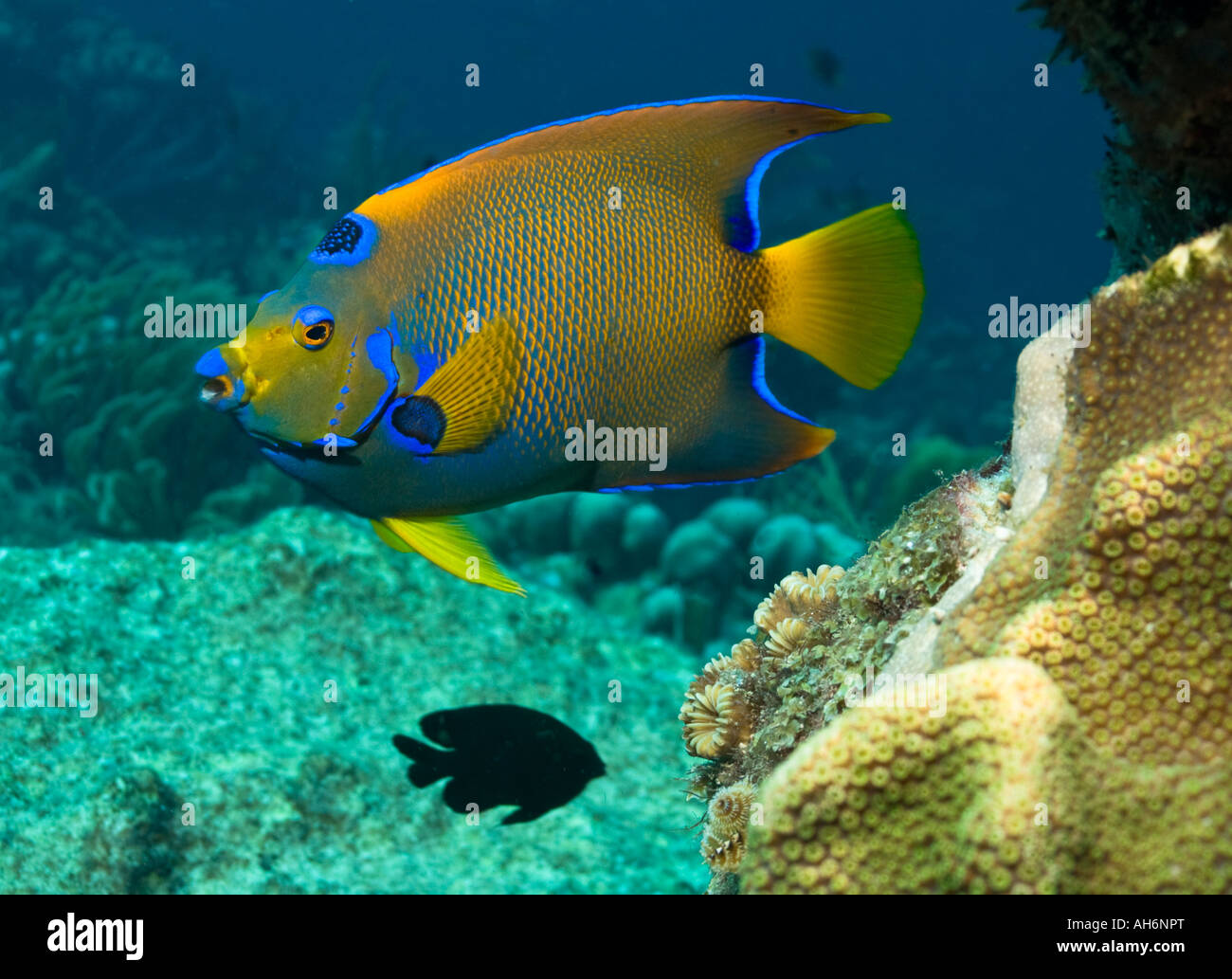 Angel fish hi-res stock photography and images - Alamy