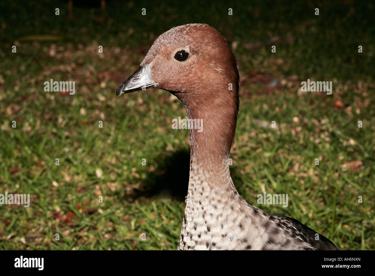 Australian maned geese hi-res stock photography and images - Alamy