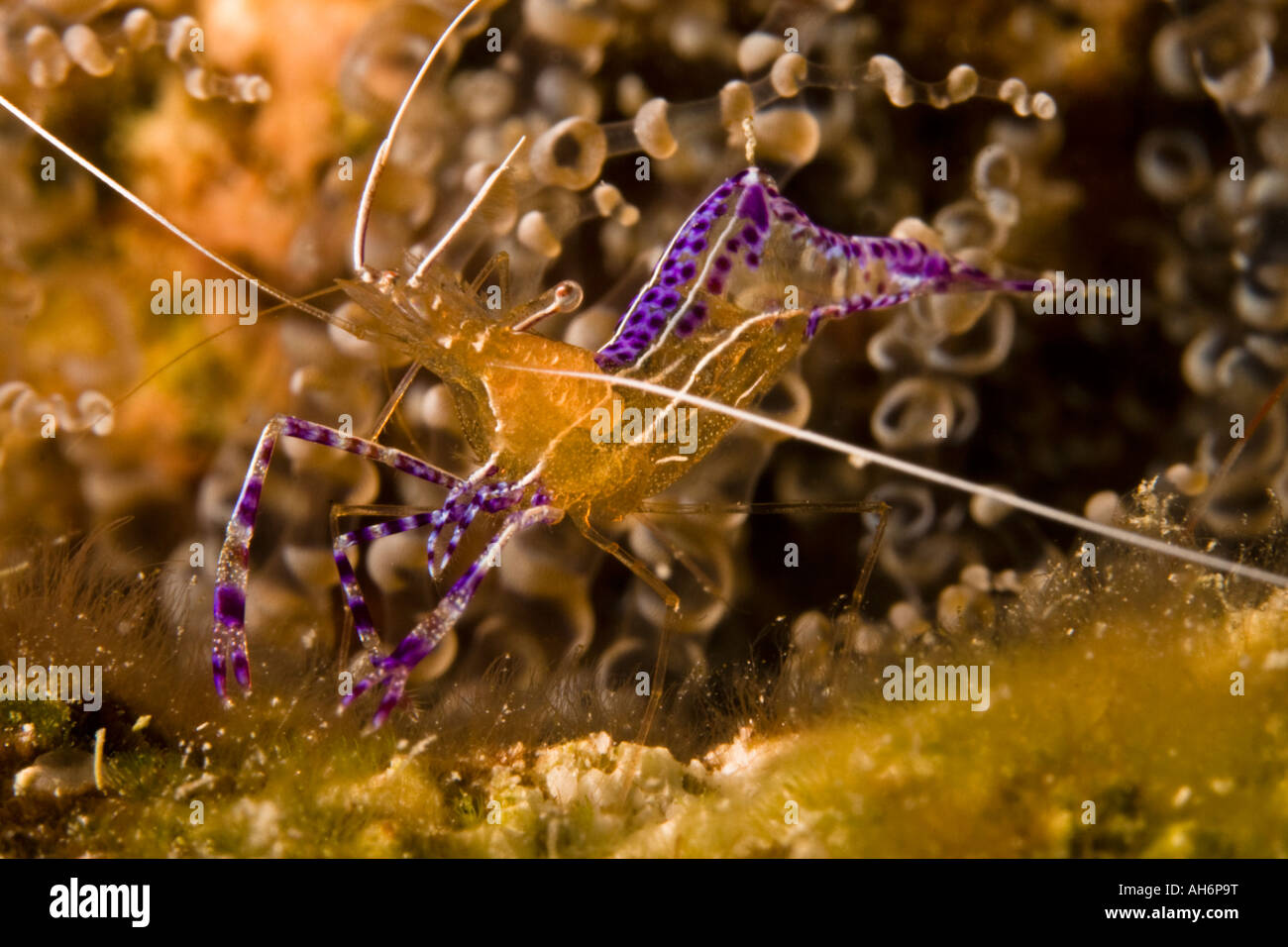 Pederson cleaner shrimp Stock Photo - Alamy