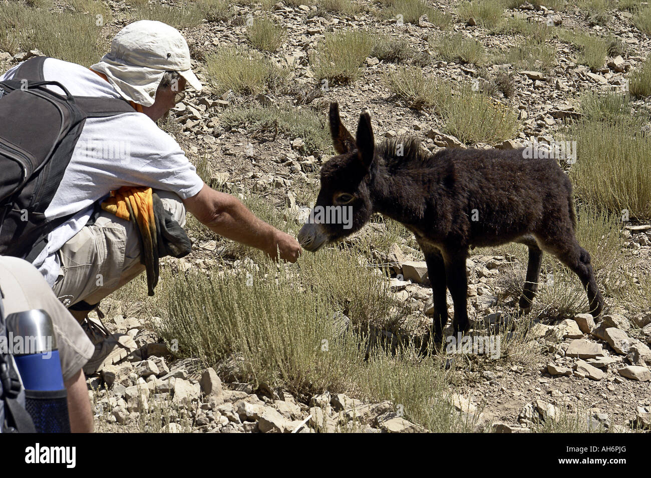 Mule trekking hi-res stock photography and images - Alamy