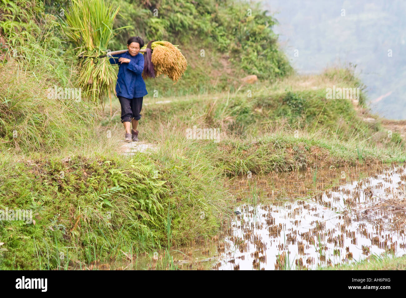 Farmer woman shoulder carrying harvest hi-res stock photography and ...