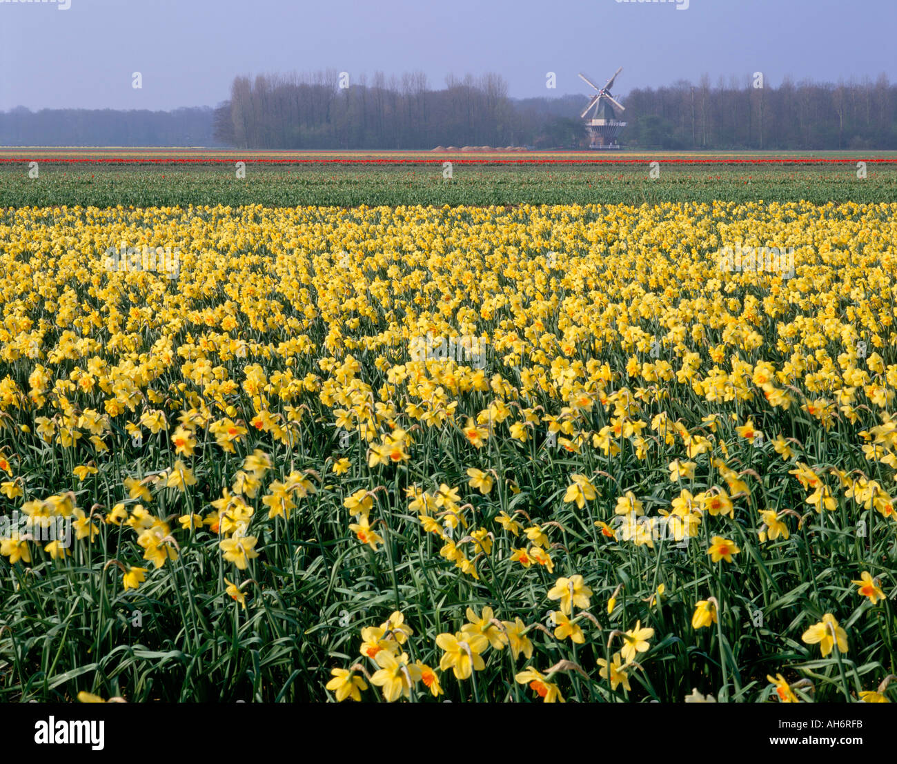 Dutch bulbfields windmill hi-res stock photography and images - Alamy