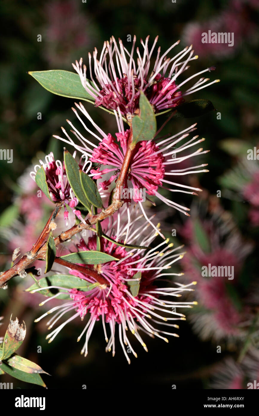 Burrendong Beauty - Hakea myrtoides X petiolaris hybrid Stock Photo - Alamy