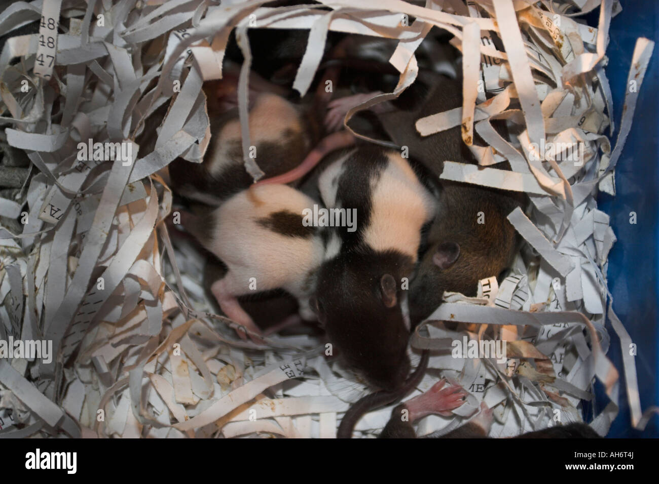 2 week old baby hi-res stock photography and images - Alamy