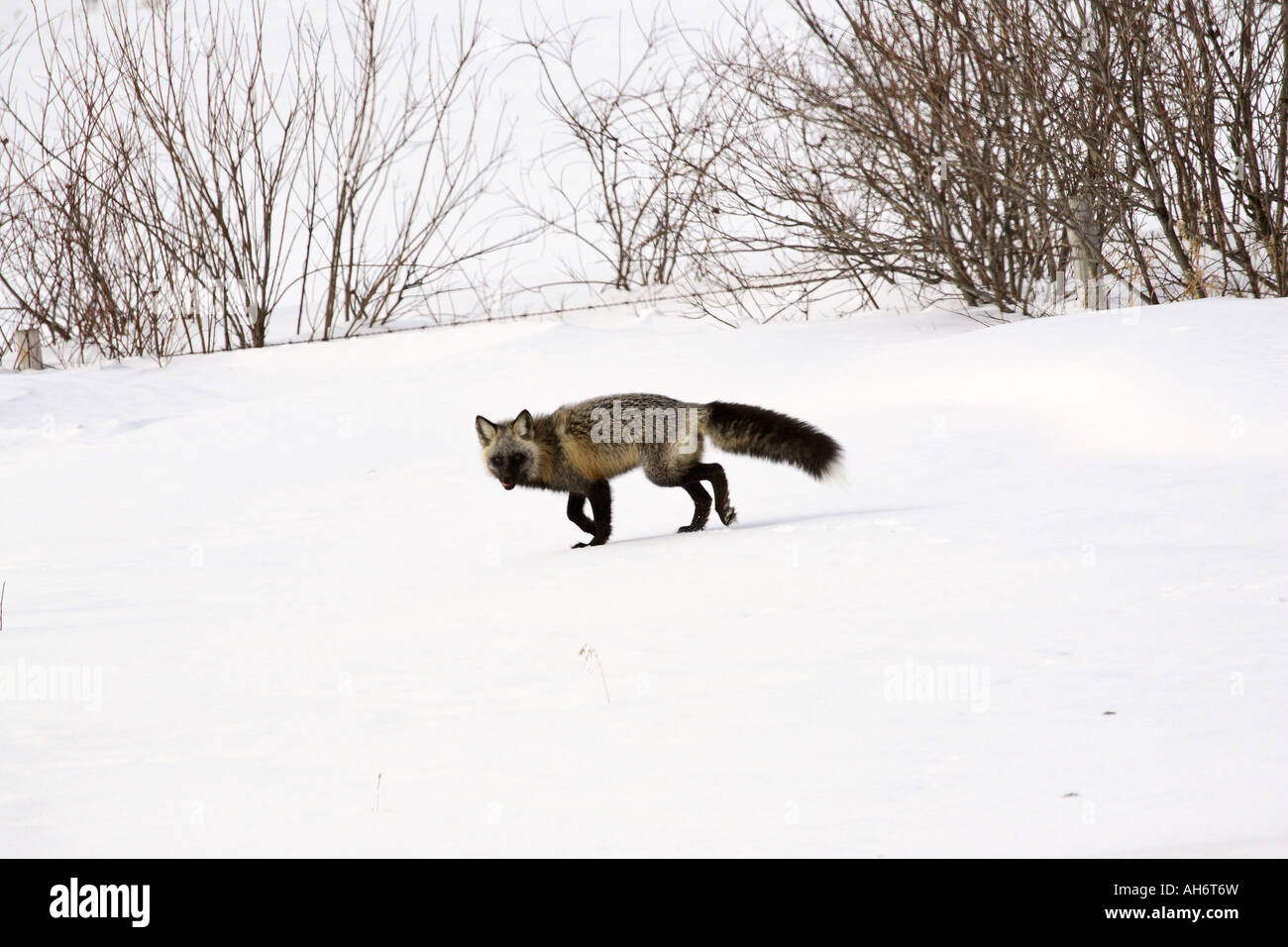 Silver Fox in winter Stock Photo - Alamy
