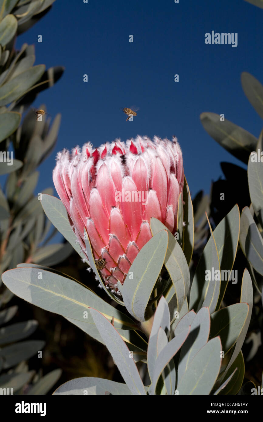 Protea hybrid with Honey Bees- Protea magnifolia x nerifolia and Apis ...