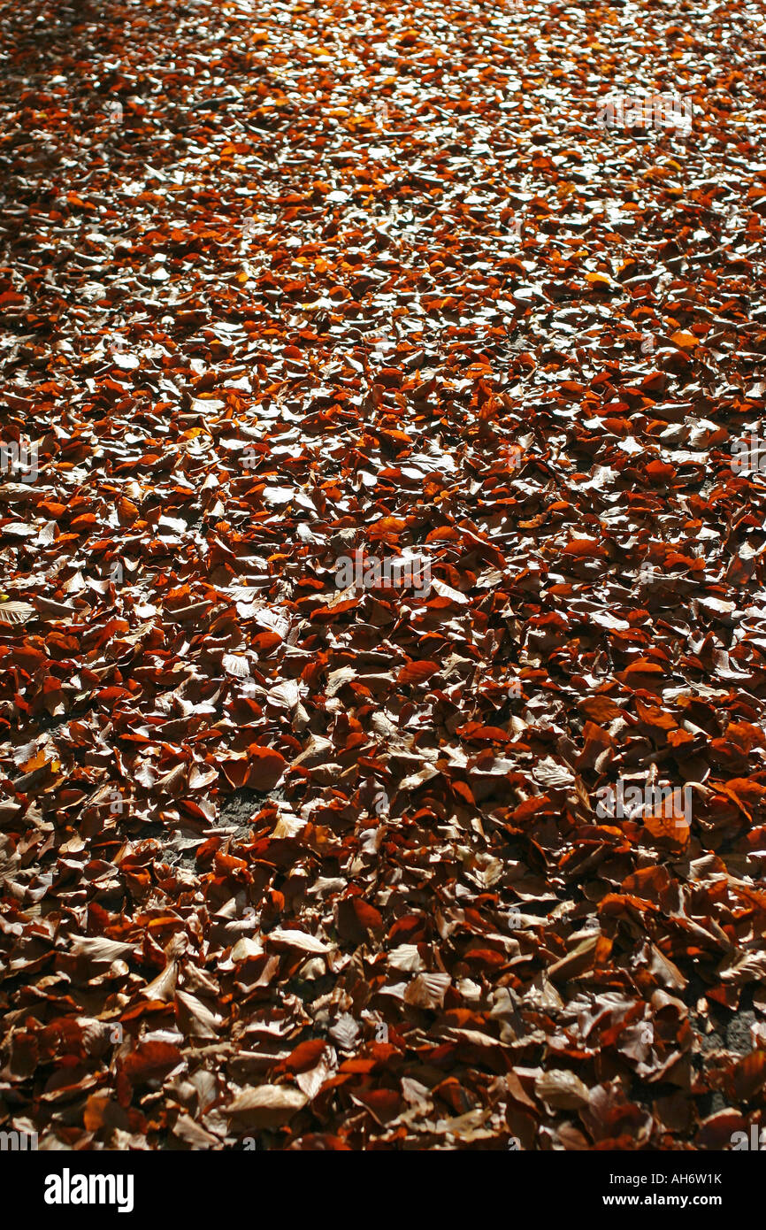 Deciduous fallen leaves hi-res stock photography and images - Alamy