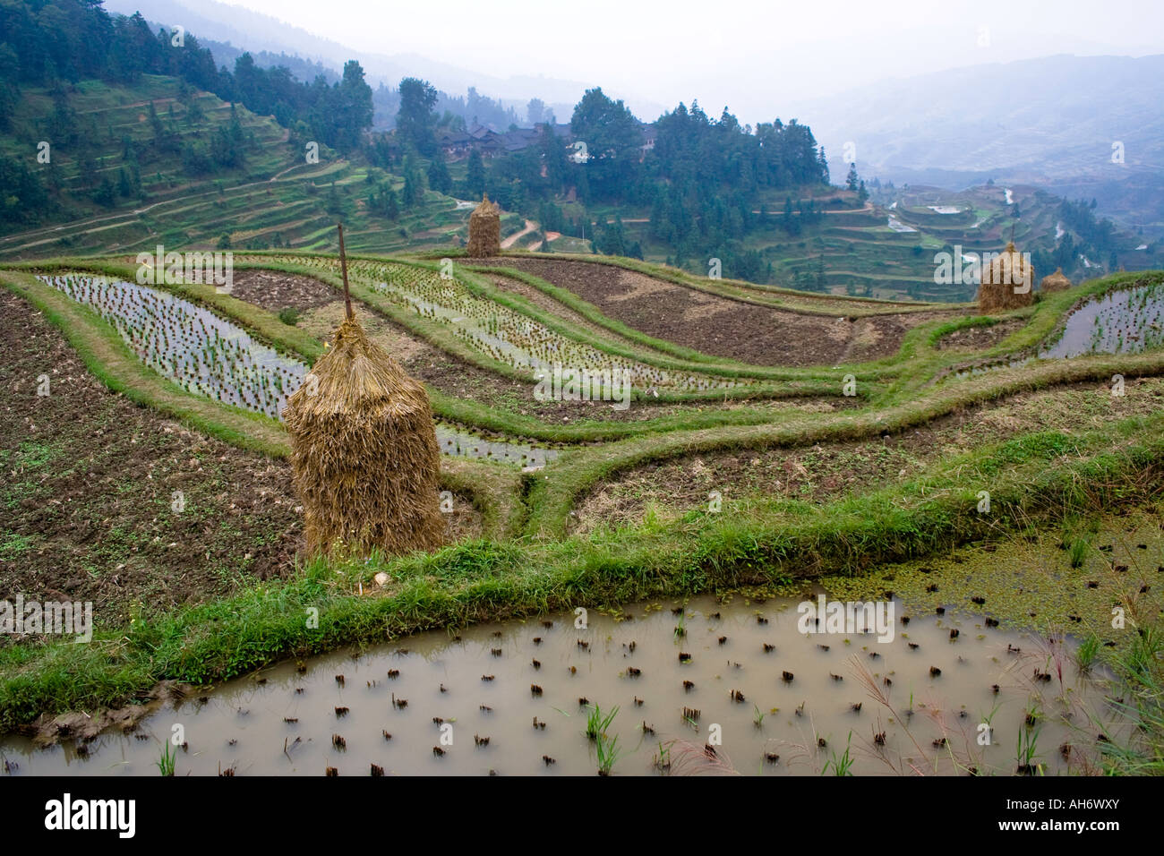Terraced Rice Fields Zhaoxing China Dong Ethnic Minority Stock Photo ...
