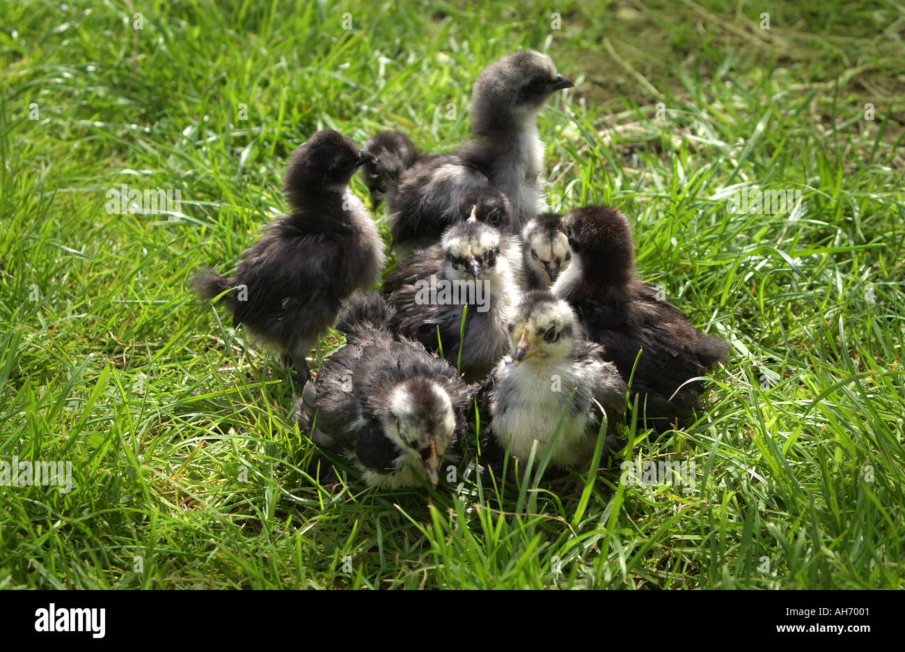 Habitual bird hi-res stock photography and images - Alamy
