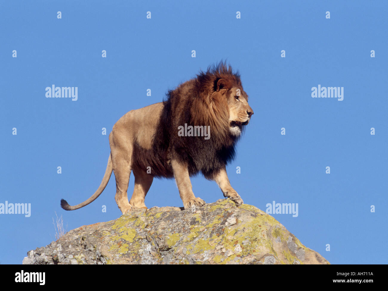 African male lion hi-res stock photography and images - Alamy
