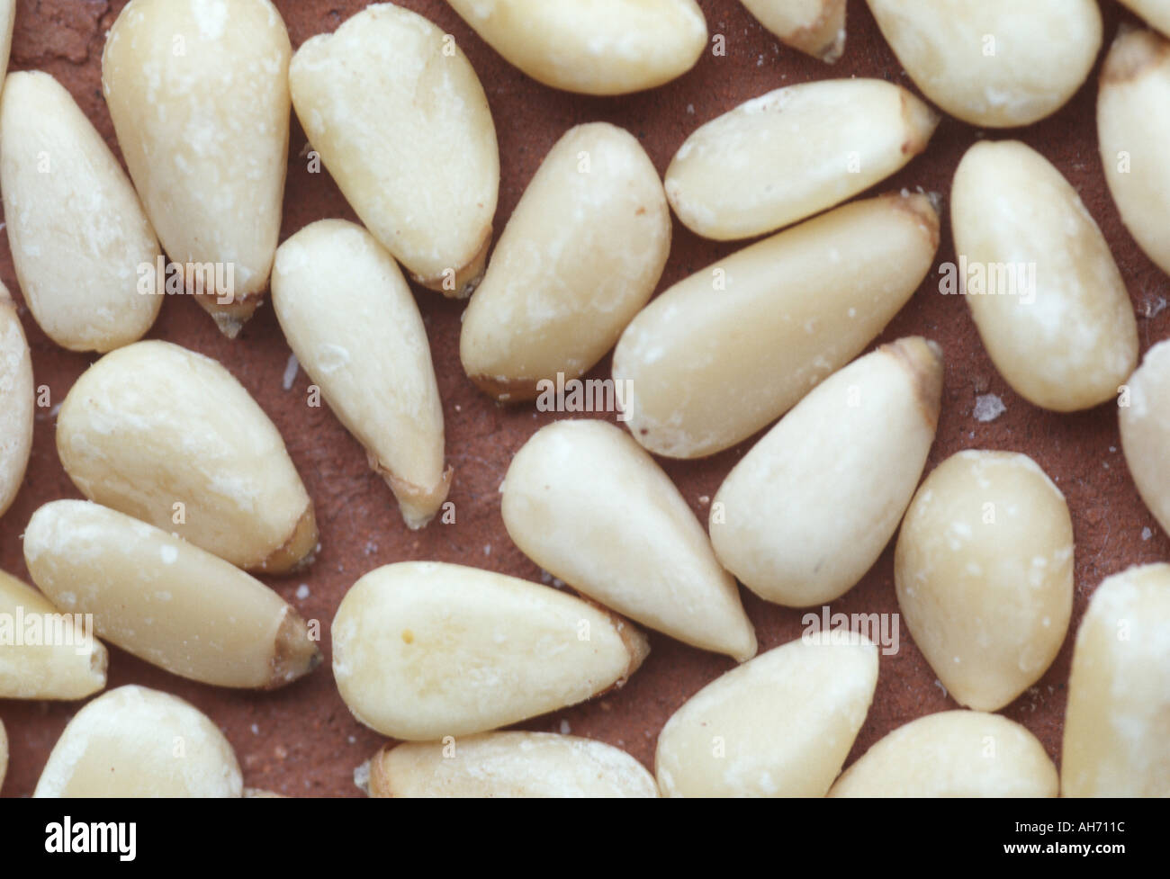 Pine seeds or nuts Stock Photo - Alamy