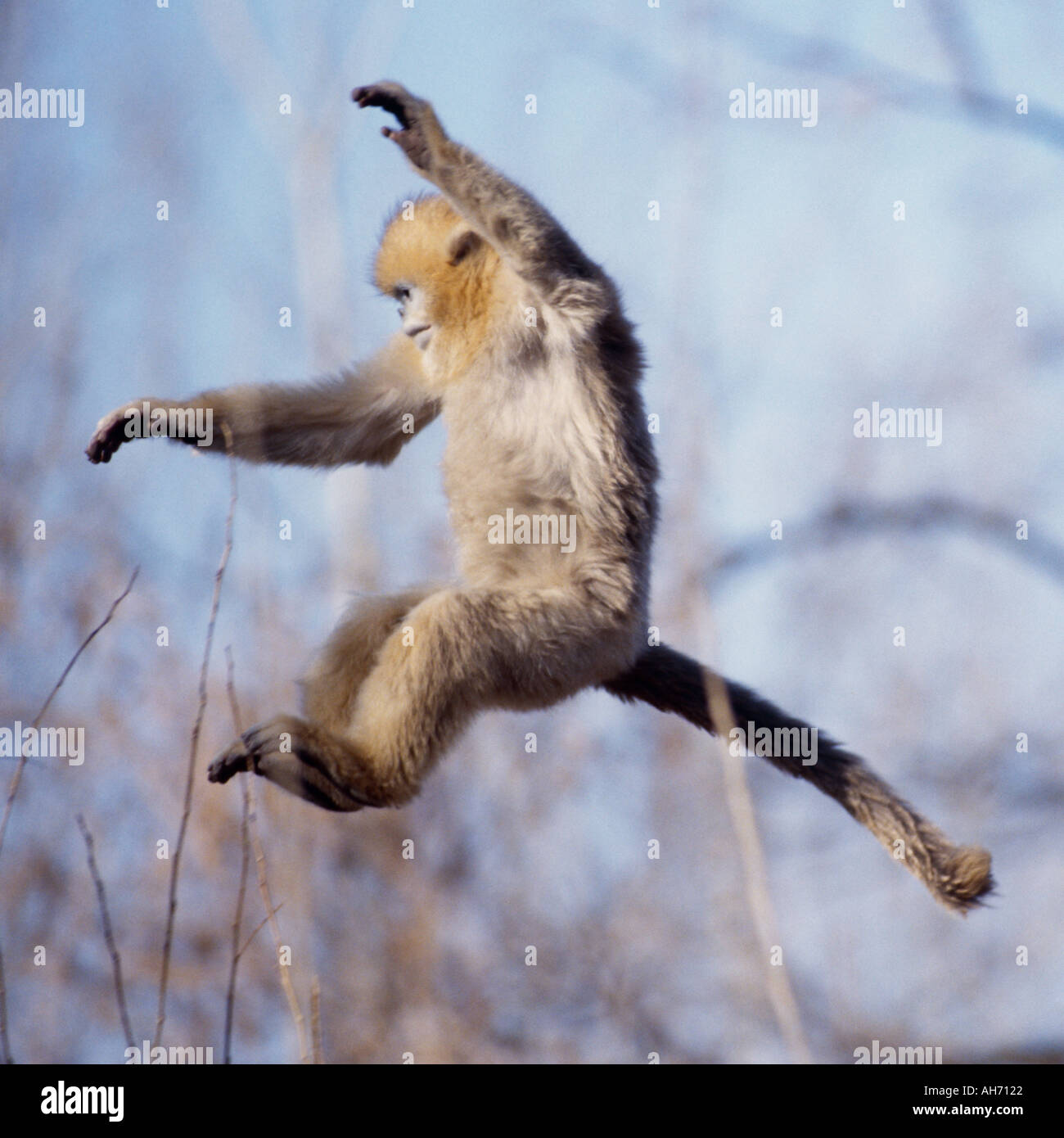 Young golden snub nosed monkey leaping Stock Photo - Alamy