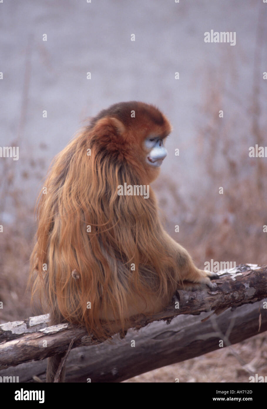 Snub nose hi-res stock photography and images - Alamy