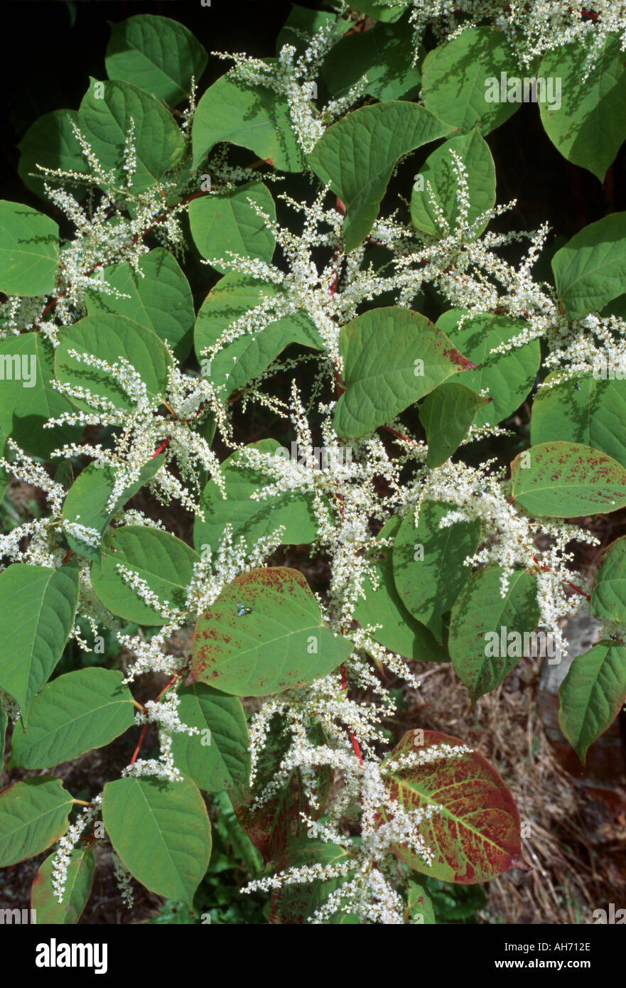 Japanese knotweed flowers hi-res stock photography and images - Alamy