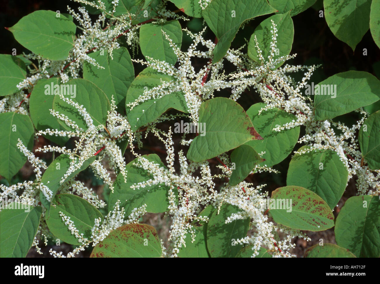 Alien weeds hi-res stock photography and images - Alamy