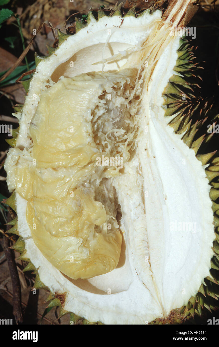 Interior durian fruit hi-res stock photography and images - Alamy