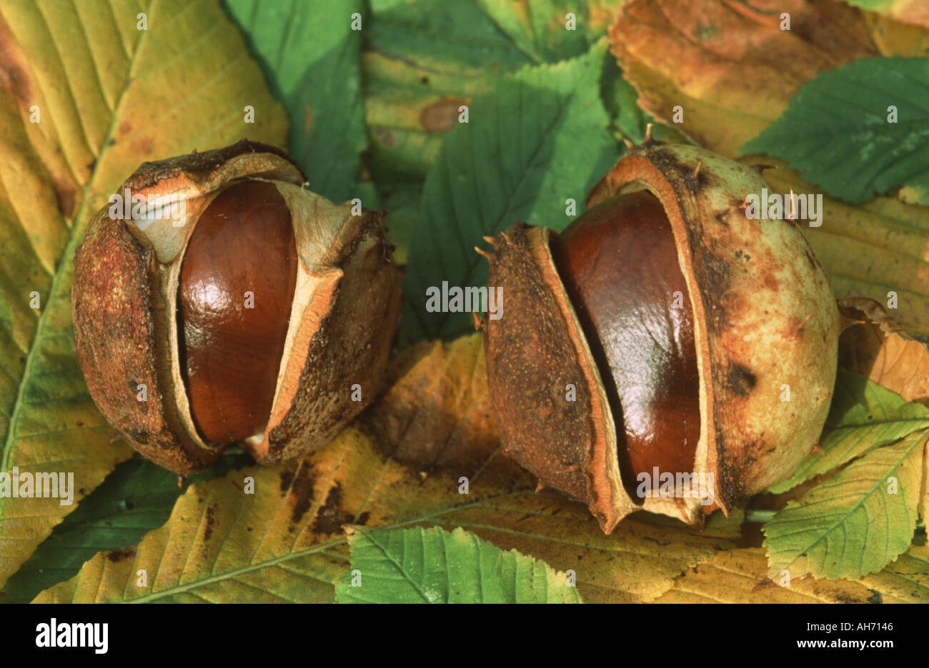 Horse chestnut fruits Stock Photo - Alamy