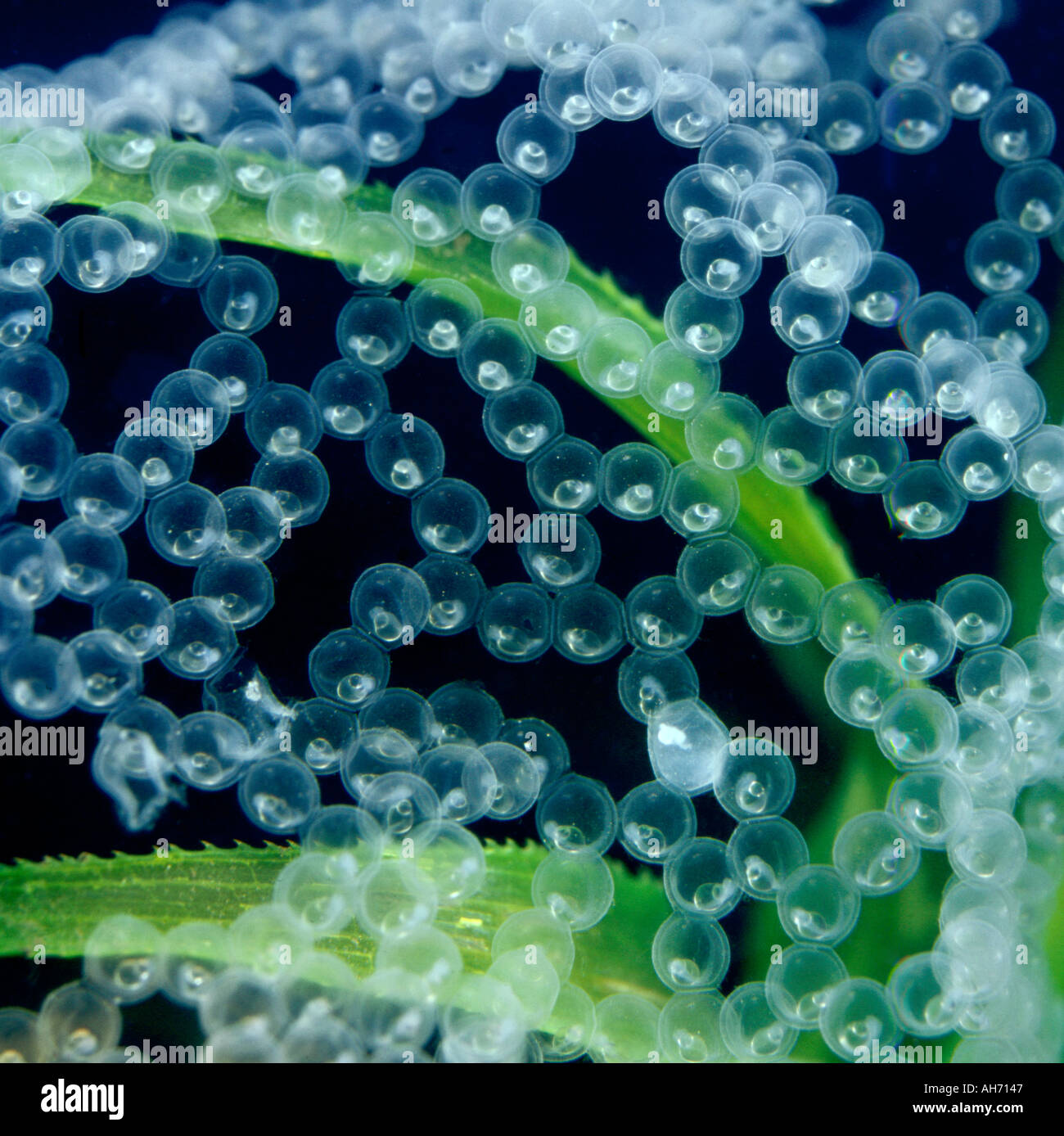 Egg rope of European perch Stock Photo - Alamy