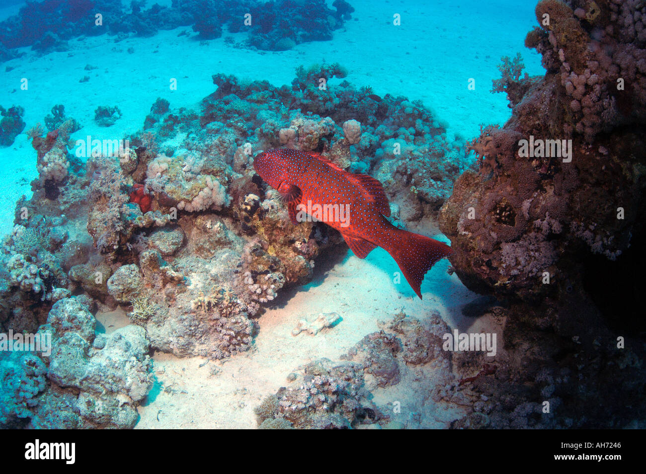 EGYPT RED SEA SHARM EL SHEIKH FISH CORAL GROUPER CEPHALOPHOLIS MINIATA ...