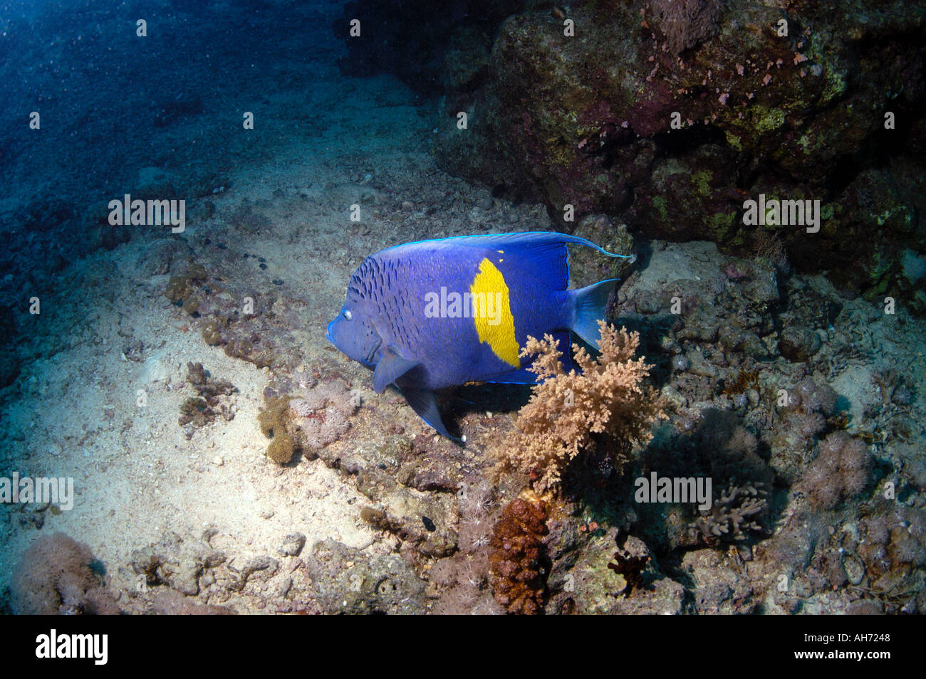 EGYPT RED SEA SHARM EL SHEIKH FISH ARABIAN ANGELFISH POMACANTHUS ...