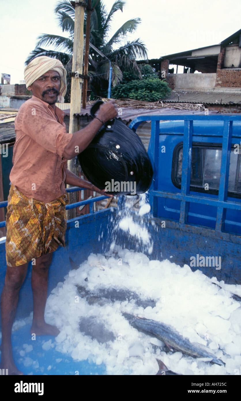 Covering the morning fishing catch with ice to take to the fish market ...