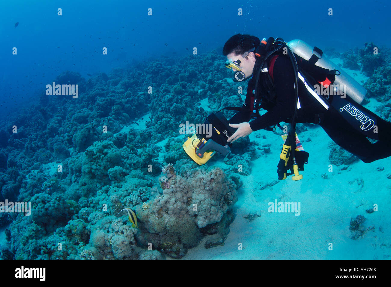 Sharm El Sheikh Egypt Diving at Gemma Nock blog