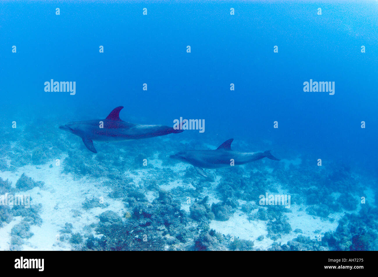 EGYPT RED SEA SHARM EL SHEIKH FISH CORAL SUB AQUA DIVING AQUATIC CORAL ...