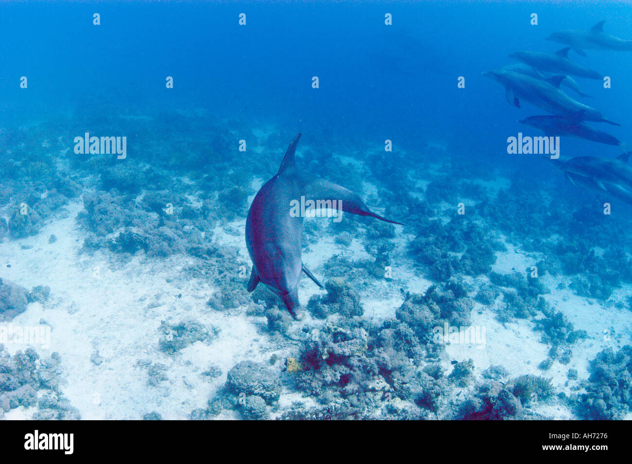 EGYPT RED SEA SHARM EL SHEIKH FISH CORAL SUB AQUA DIVING AQUATIC CORAL ...