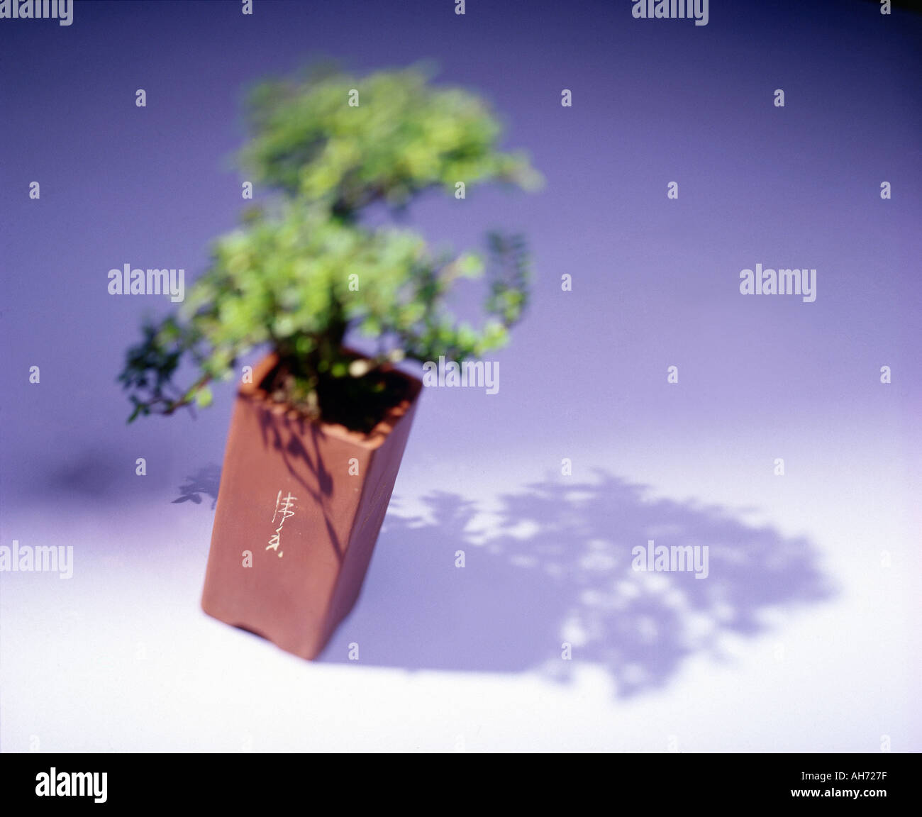 Bonsai tree shadow hi-res stock photography and images - Alamy