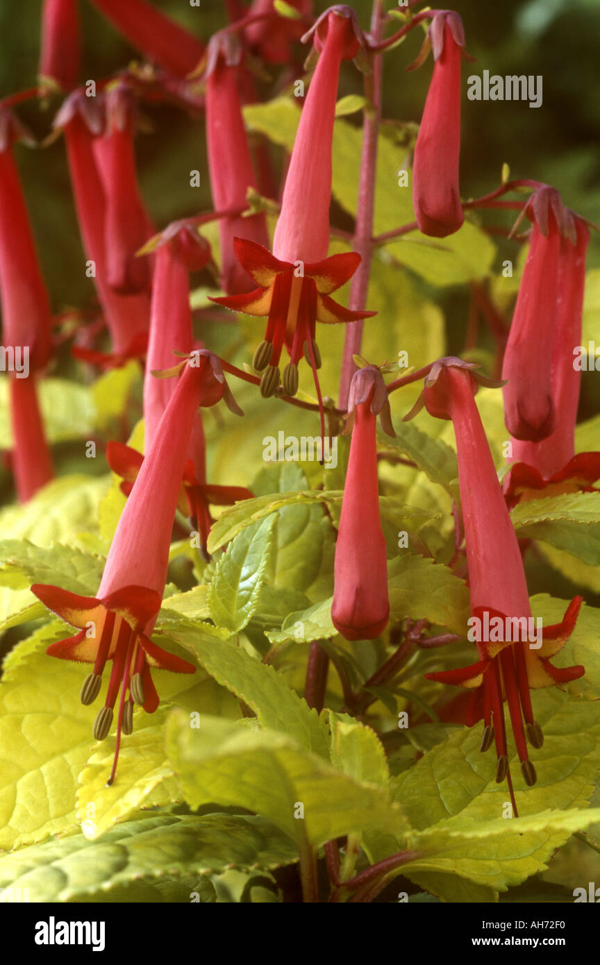 Phygelius phygelius x rectus hi-res stock photography and images - Alamy