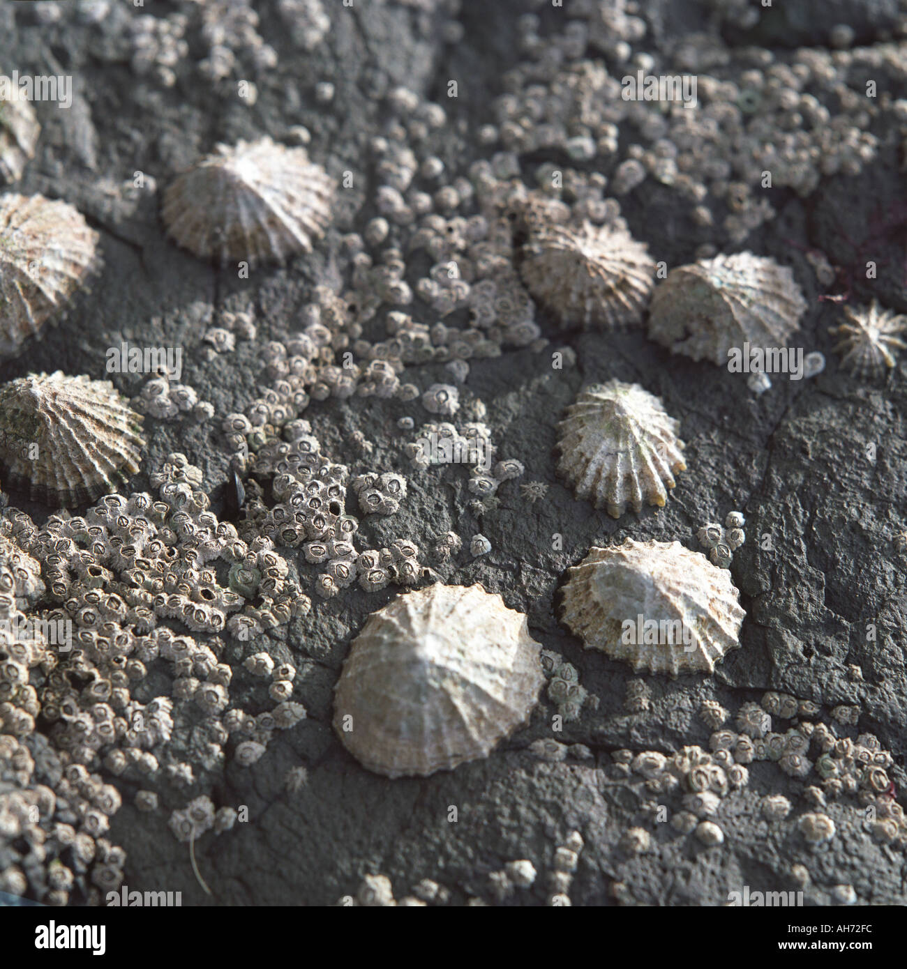 Stuck on the rocks hi-res stock photography and images - Alamy