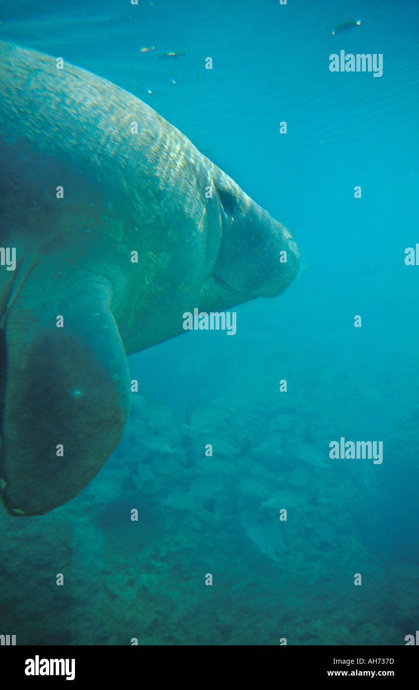 Manatee sea cow in Florida waters Stock Photo - Alamy